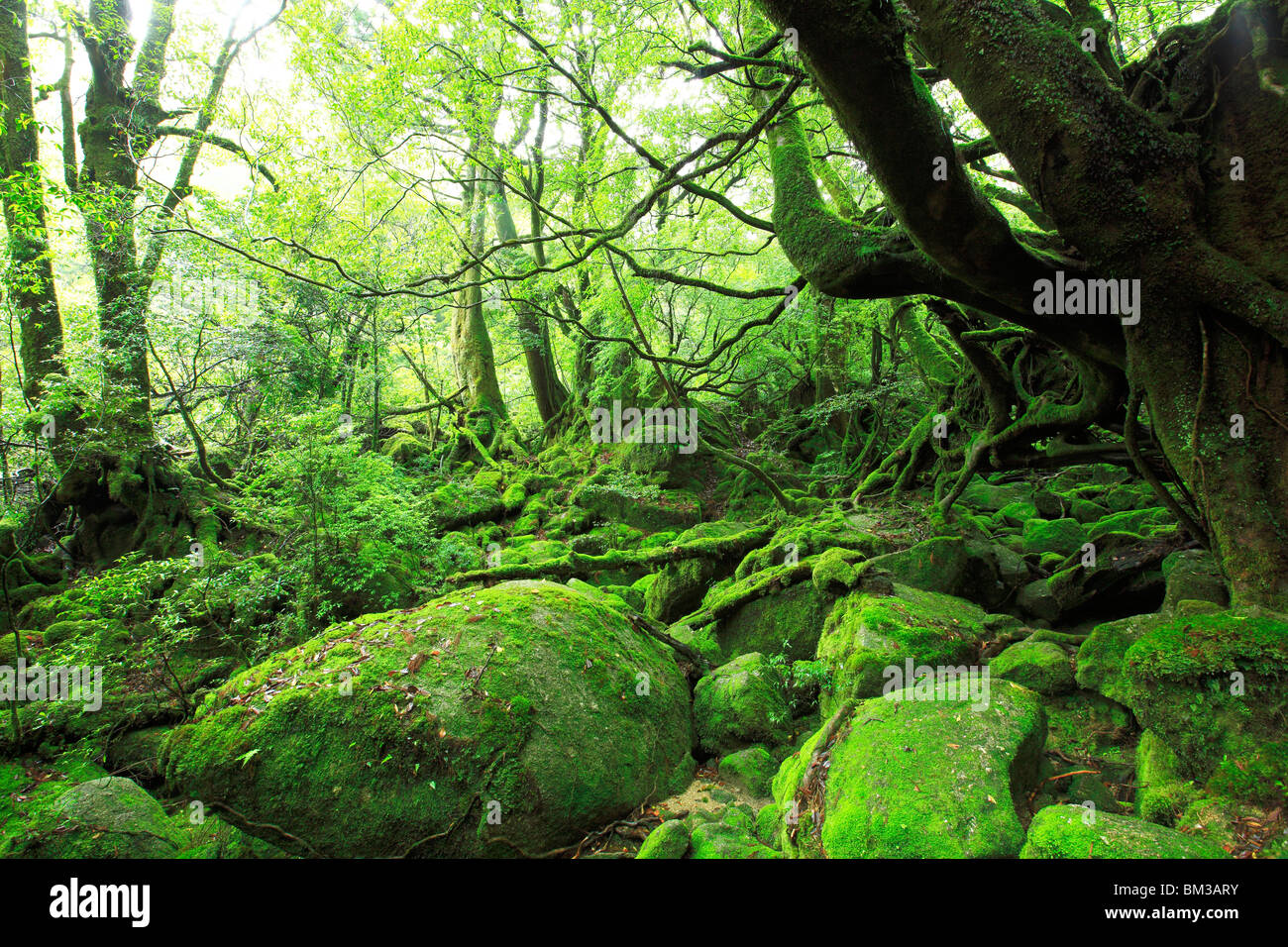 Forest, Yakushima Island, Kagoshima Prefecture, Kyushu, Japan Stock ...