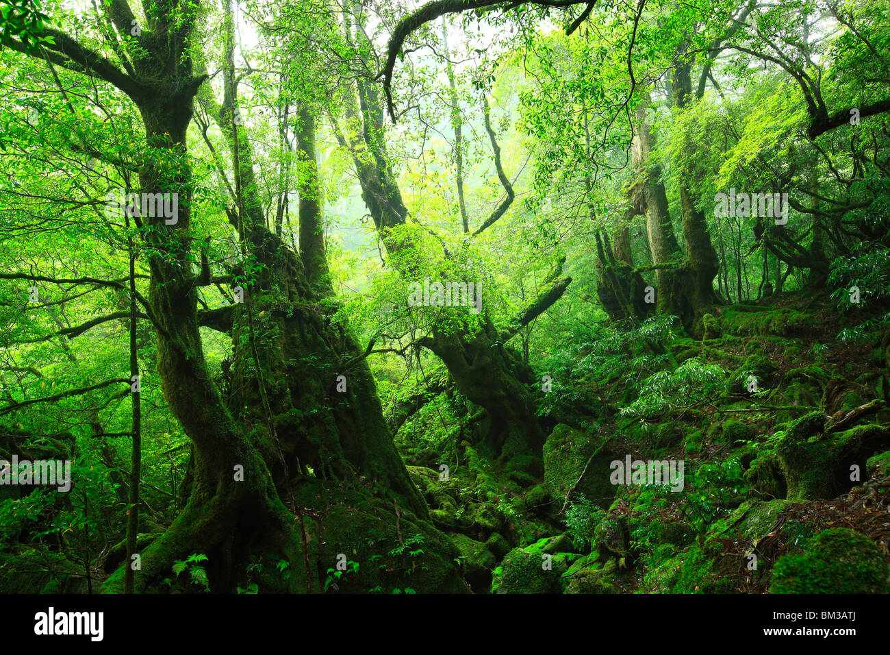 Forest, Yakushima Island, Kagoshima Prefecture, Kyushu, Japan Stock ...