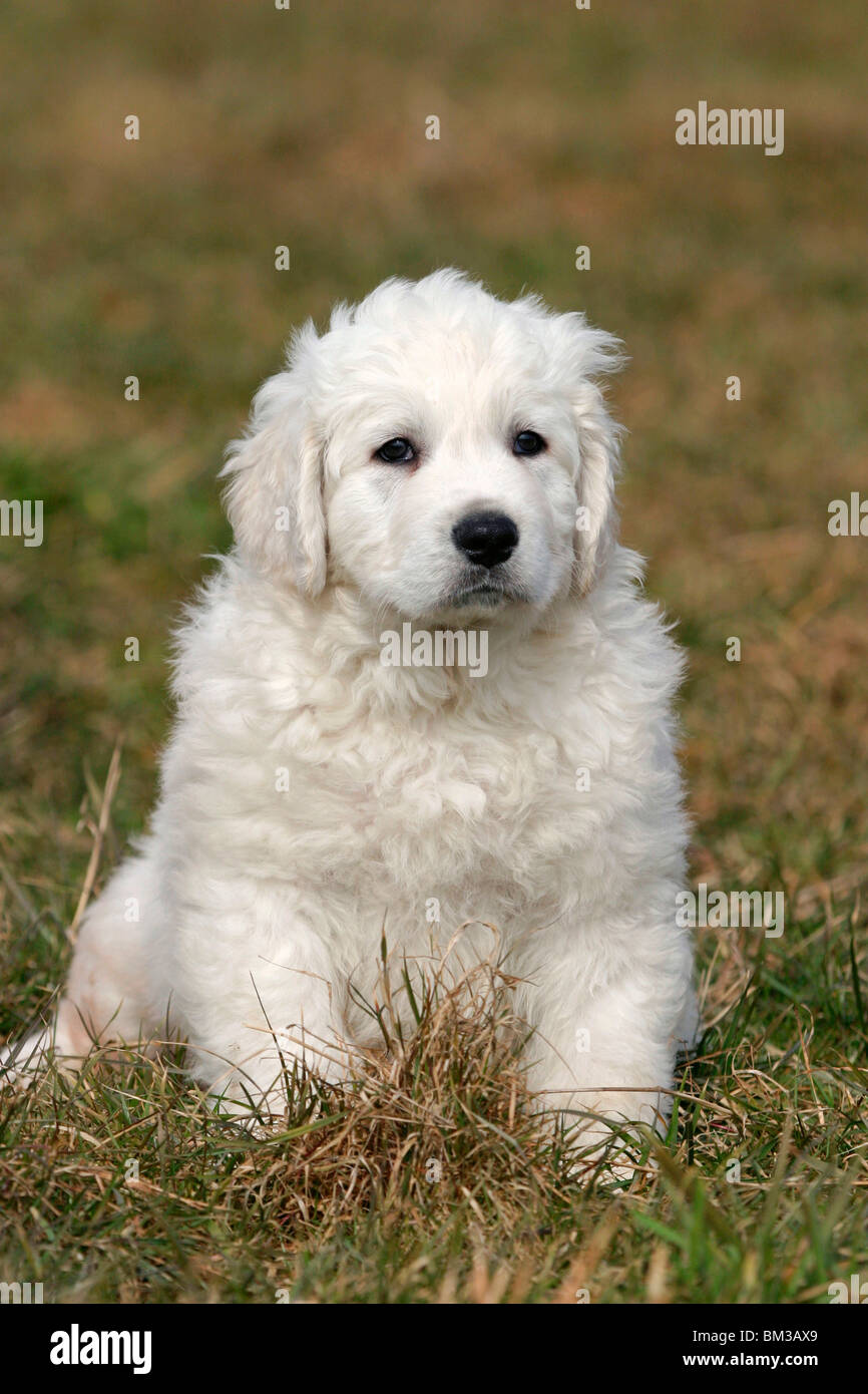 Podhalaner Welpe / Podhalaner Puppy Stock Photo - Alamy