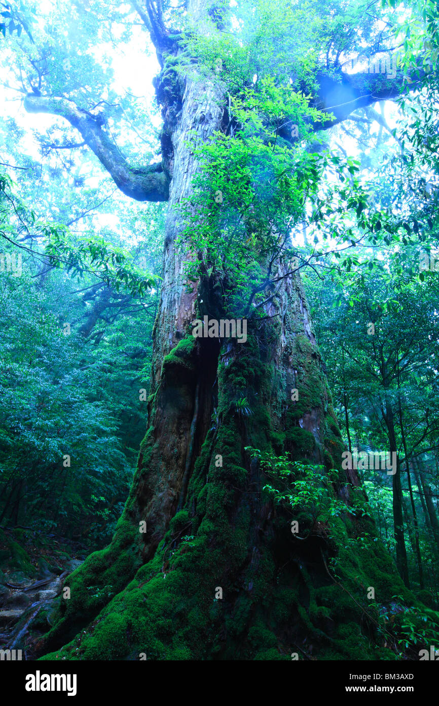 Yakushima cedar hi-res stock photography and images - Alamy