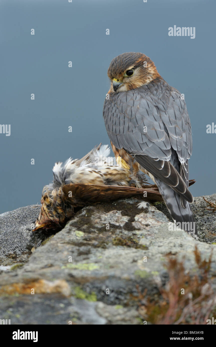 Merlin (Falco columbarius). Male with prey in heather on upland moor ...