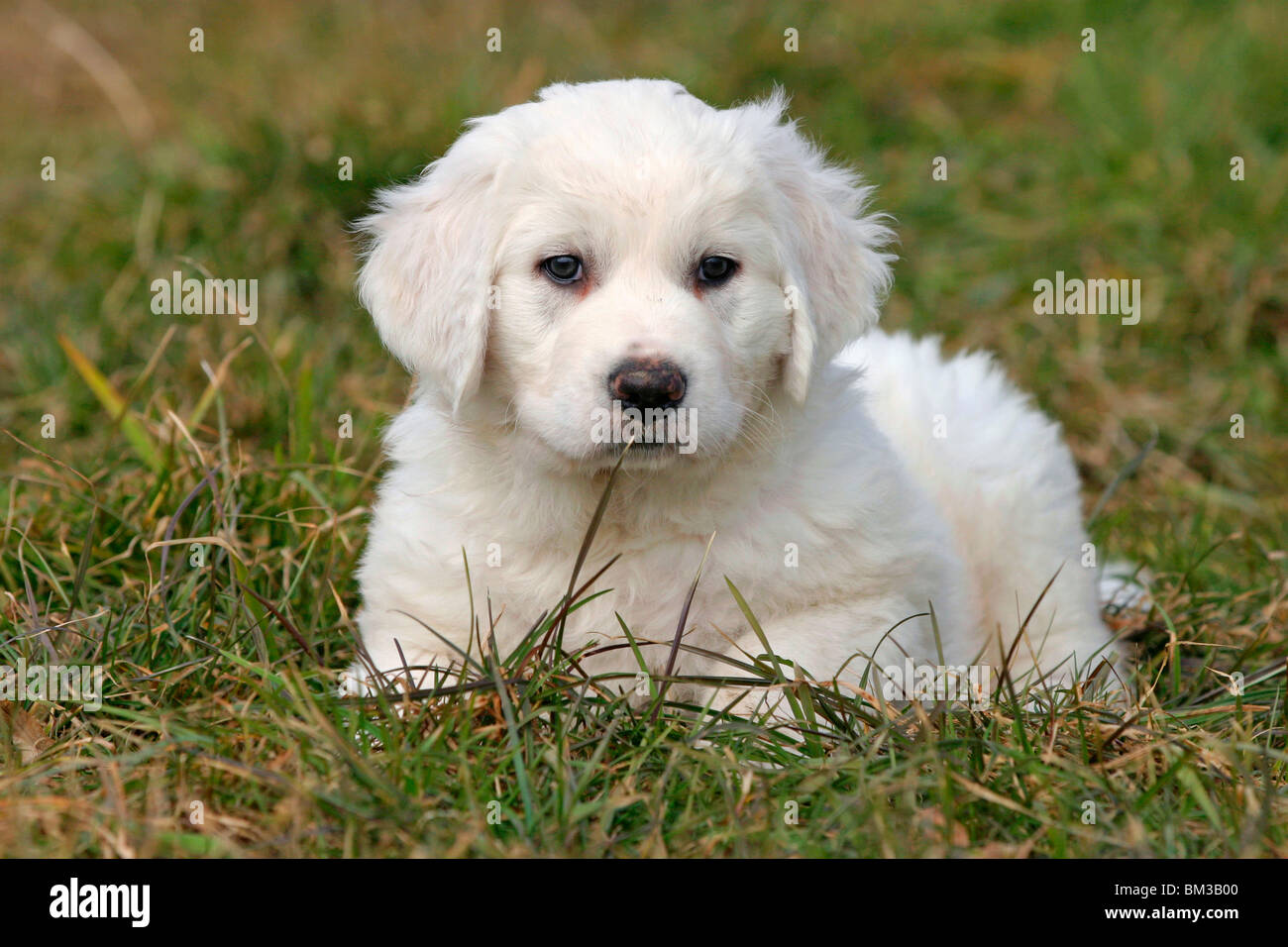 Podhalaner Welpe / Podhalaner Puppy Stock Photo - Alamy