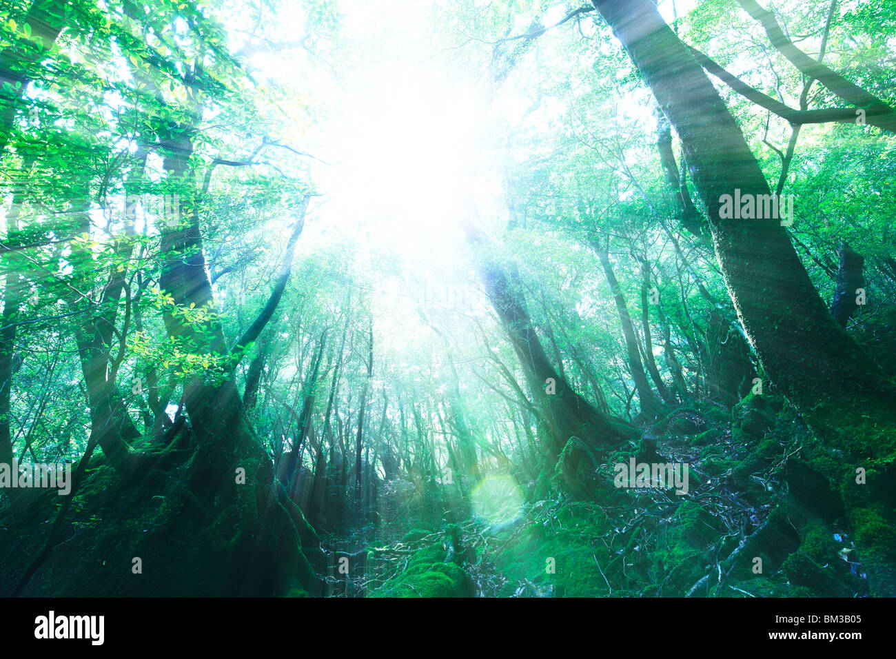 Forest, Yakushima Island, Kagoshima Prefecture, Kyushu, Japan Stock ...