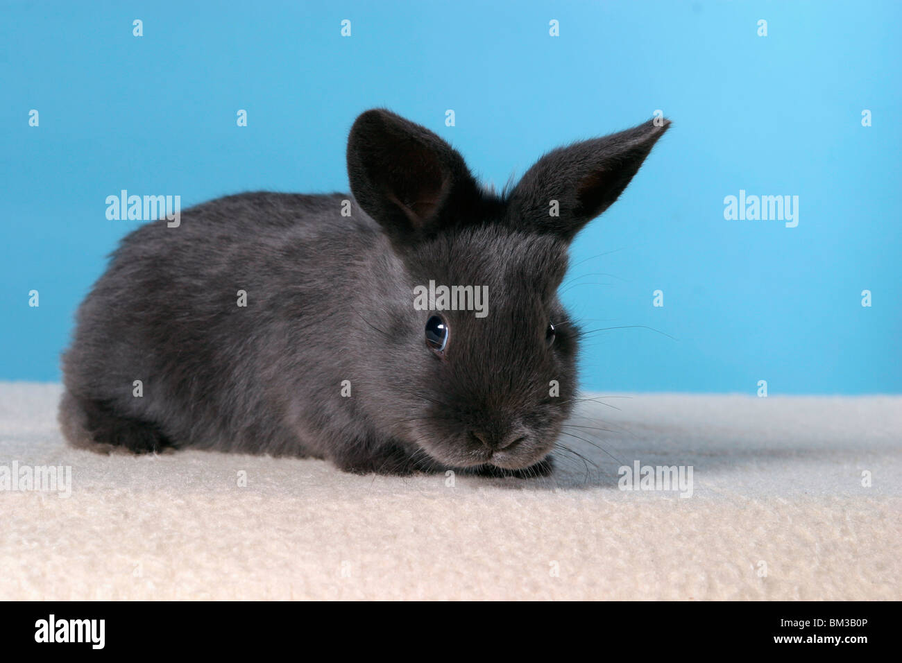 Kaninchen / rabbit Stock Photo - Alamy