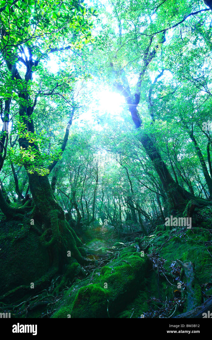 Forest, Yakushima Island, Kagoshima Prefecture, Kyushu, Japan Stock ...
