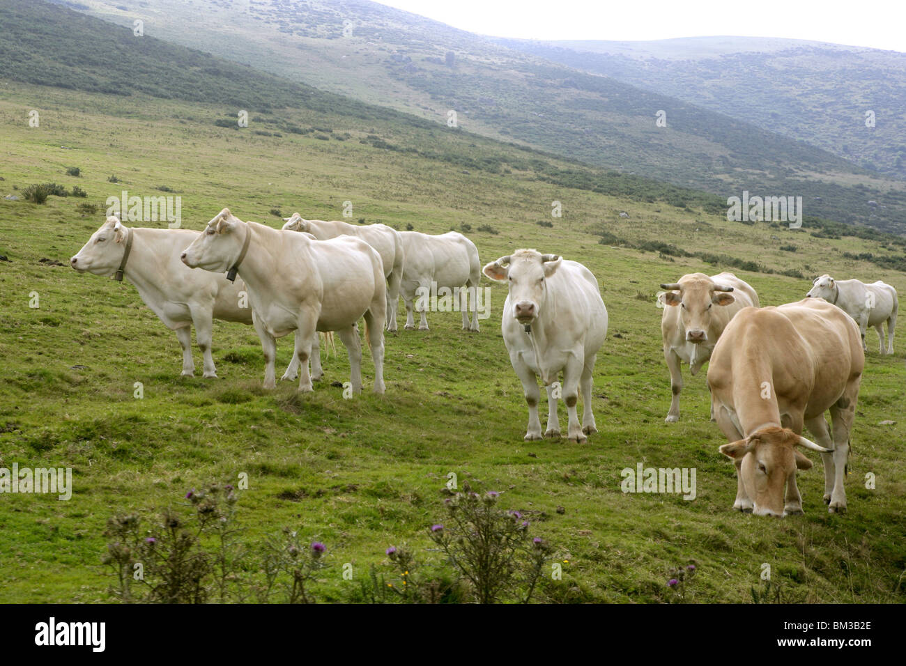 Beige cows cattle eating on the green grass meadow otudoor Stock Photo ...
