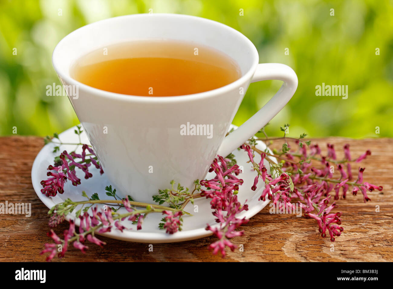 Fumitory infusion Fumaria officinalis Stock Photo - Alamy
