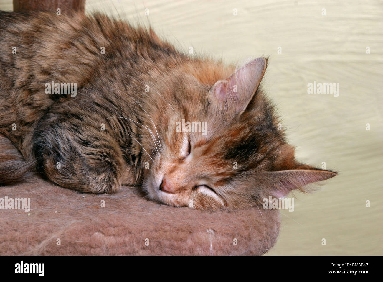 Angorakatze hi-res stock photography and images - Alamy
