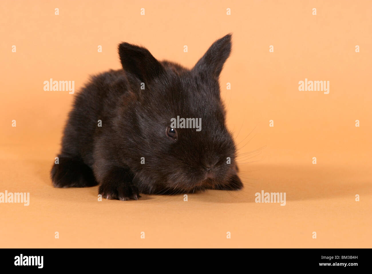 Schwarze kaninchen hi-res stock photography and images - Alamy