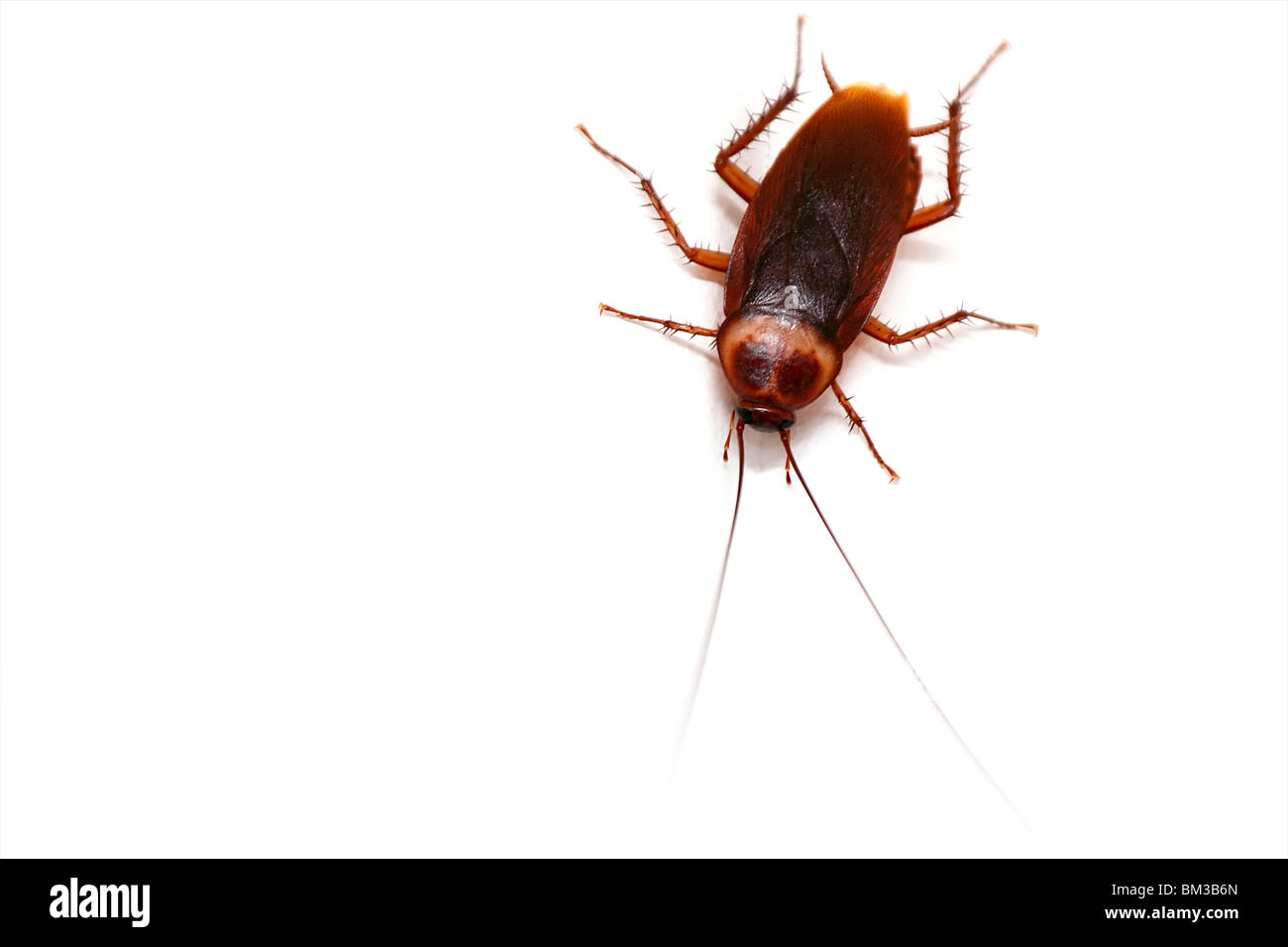Roach Cut Out Stock Images & Pictures - Alamy