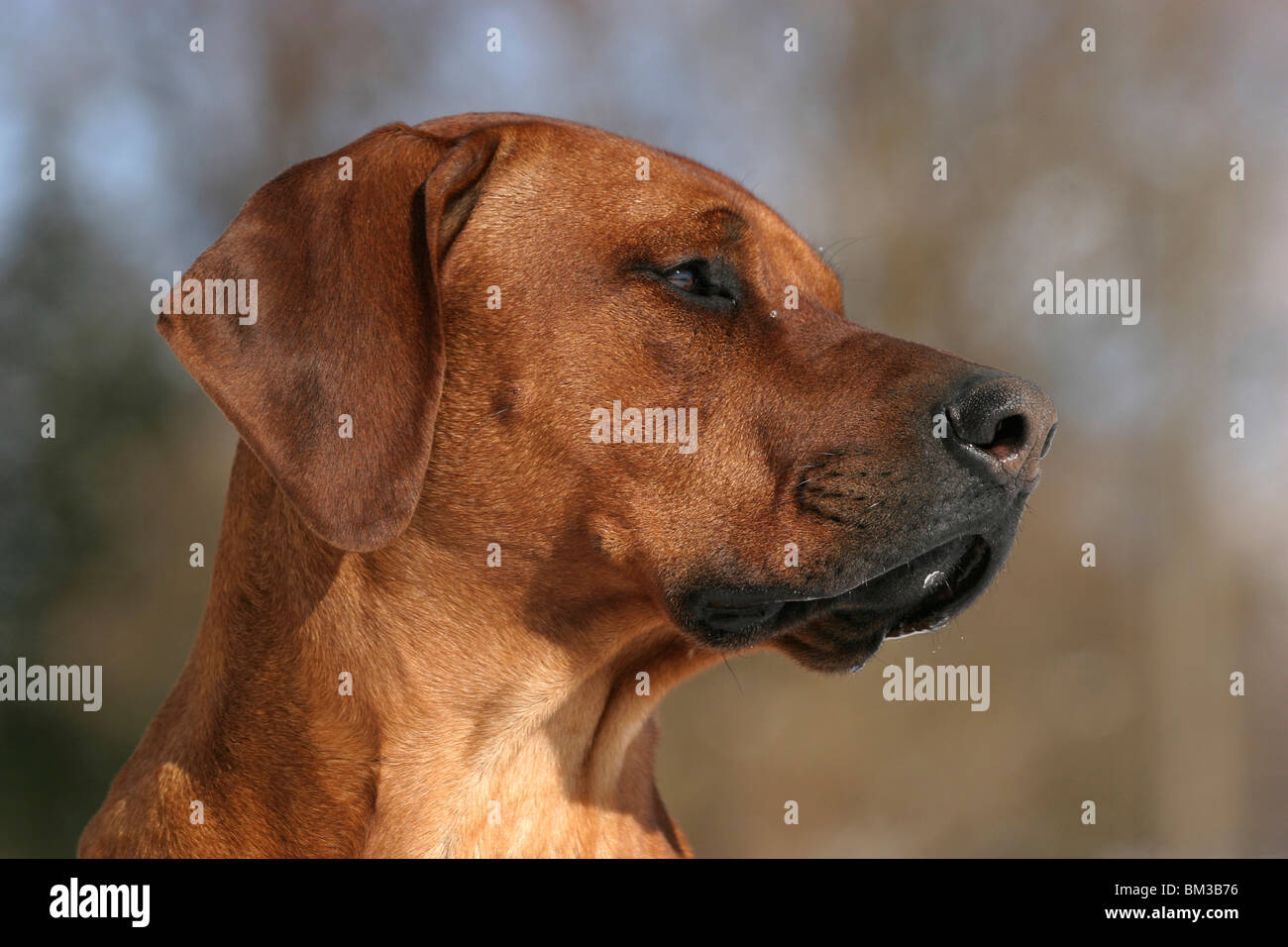Rhodesian Ridgeback Portrait Stock Photo - Alamy