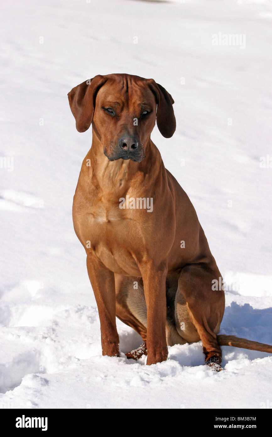 sitzender / sitting Rhodesian Ridgeback Stock Photo - Alamy