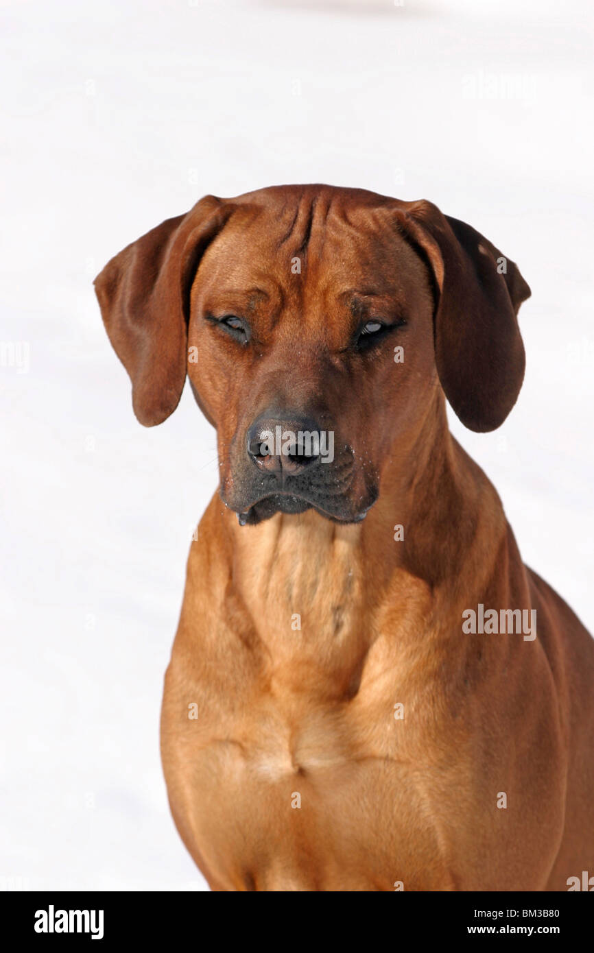 Rhodesian Ridgeback Portrait Stock Photo - Alamy