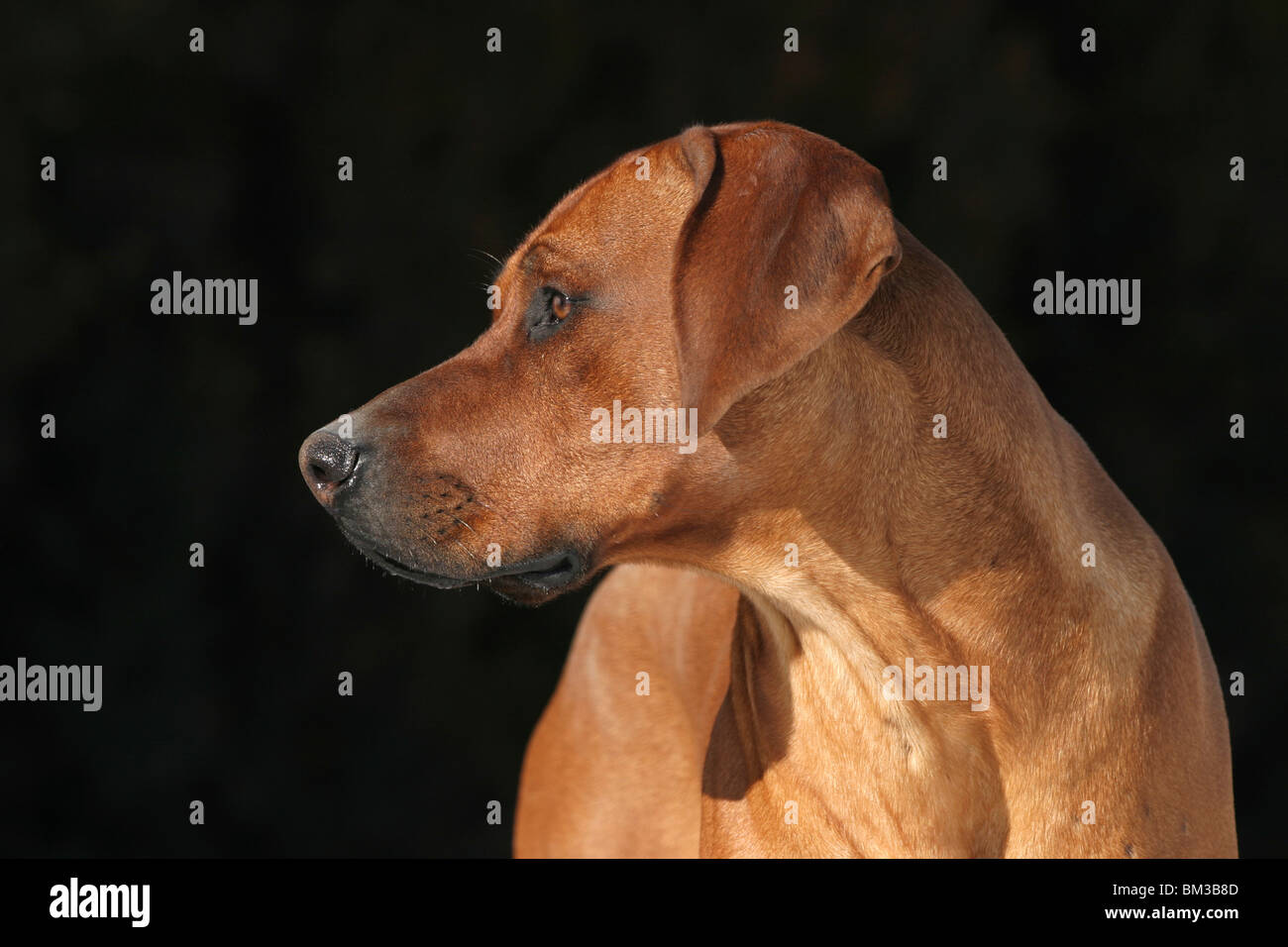 Rhodesian Ridgeback Portrait Stock Photo - Alamy