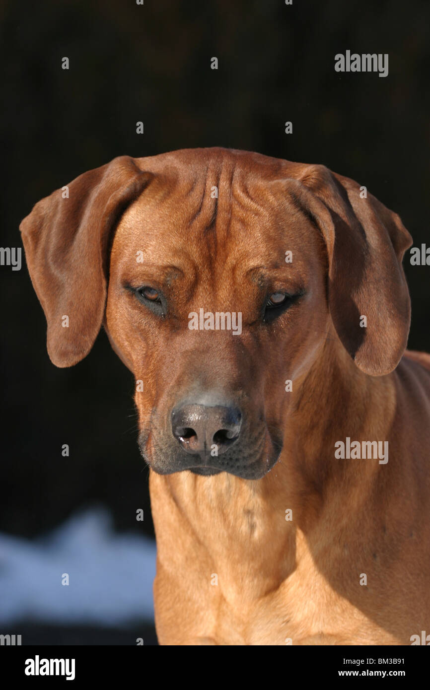 Rhodesian Ridgeback Portrait Stock Photo - Alamy