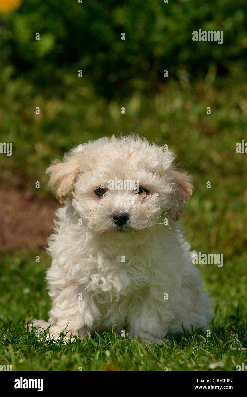 Bolonka zwetna Welpe / Bolonka zwetna puppy Stock Photo - Alamy