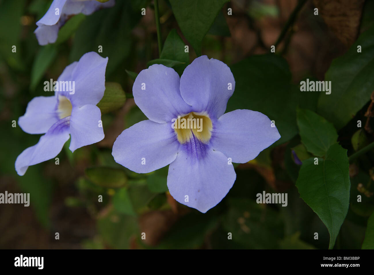 IPOMEA PALMATA or morning glory, railway creeper is one of the ...