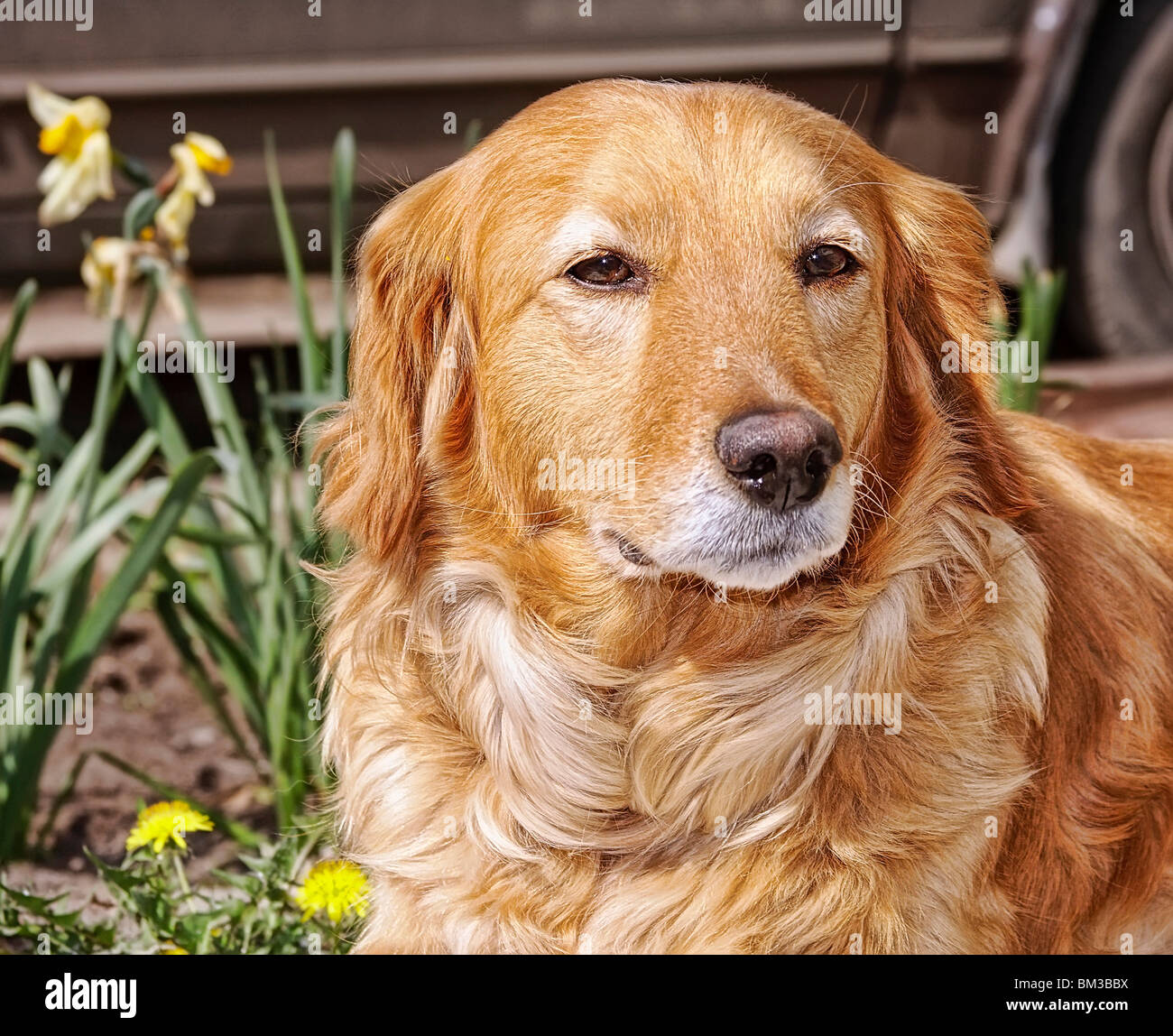 Photo of a dog on a background of beautiful spring flowers Stock Photo ...
