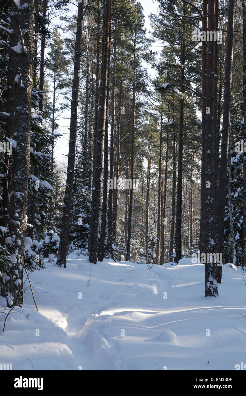 FOREST TRACK DEEP WINTER BIG TREES: Path track through snow covered ...
