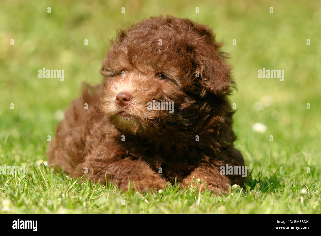 Bolonka zwetna Welpe / Bolonka zwetna puppy Stock Photo - Alamy