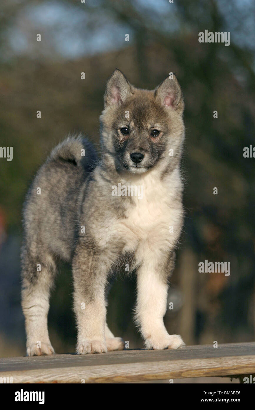 stehender Westsibirischer Laika / standing laika Stock Photo - Alamy