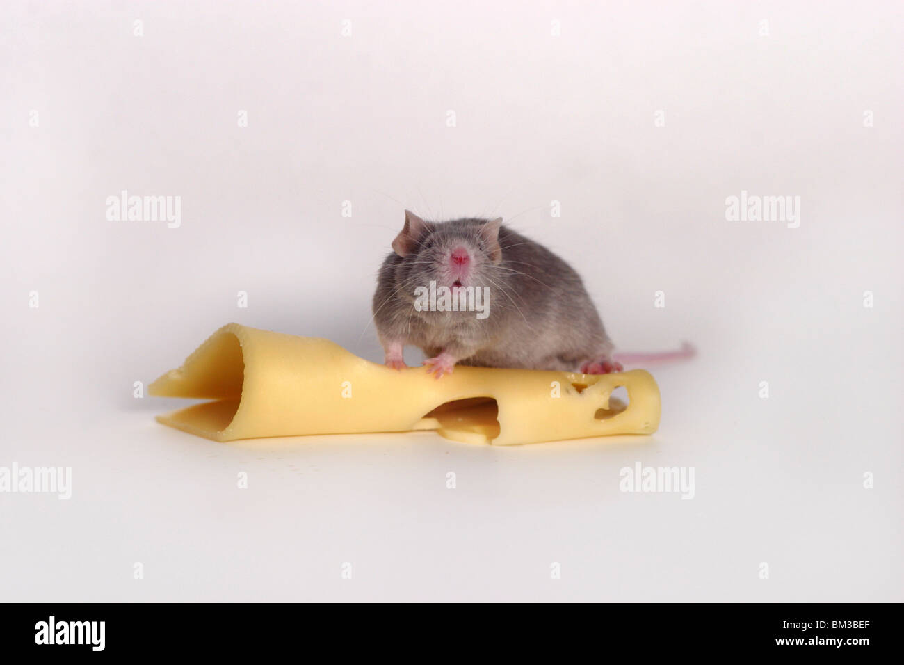 Mus musculus cheese hi-res stock photography and images - Alamy