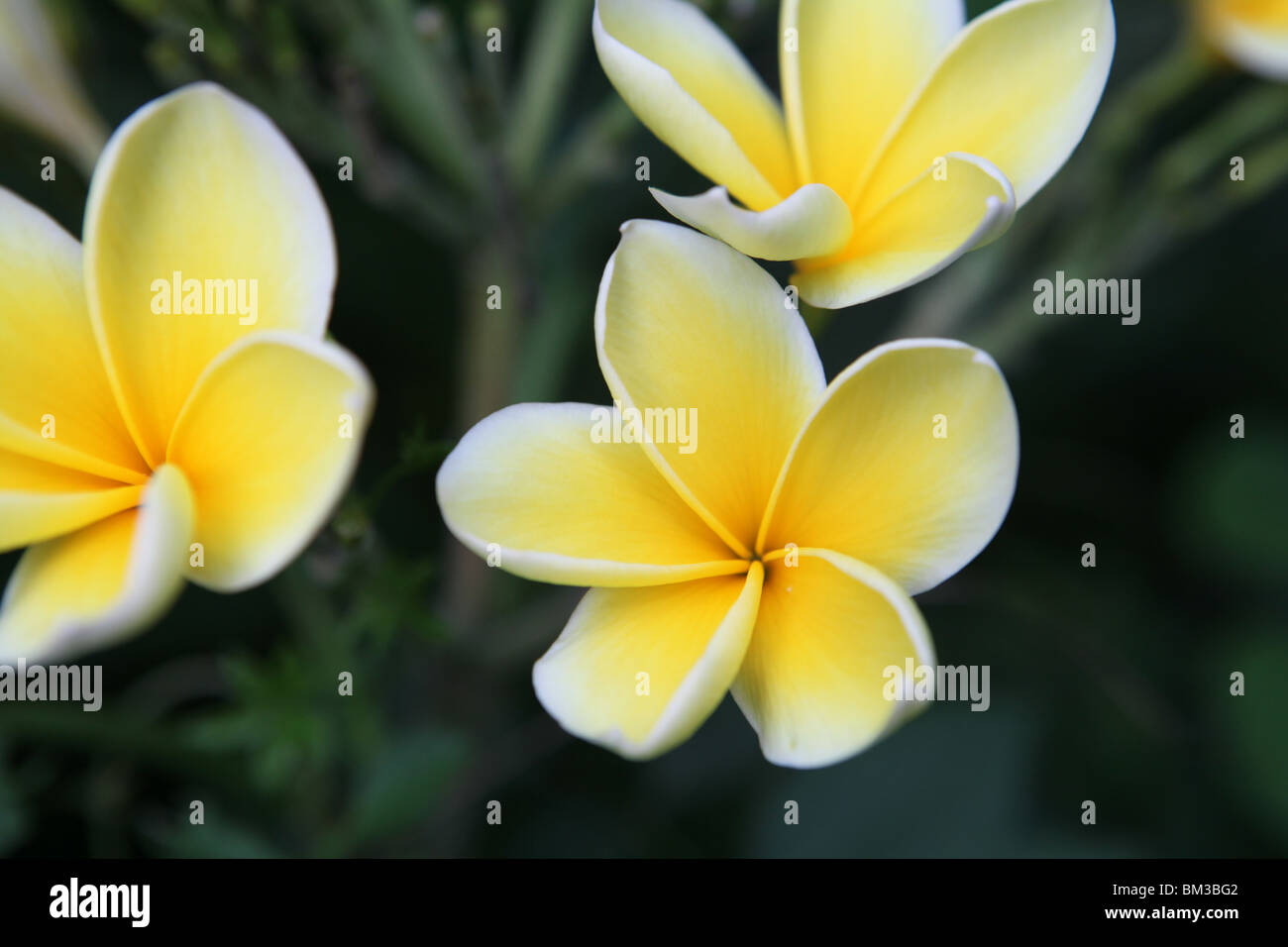Frangipani flower around Ubud in Bali, Indoneisa Stock Photo - Alamy