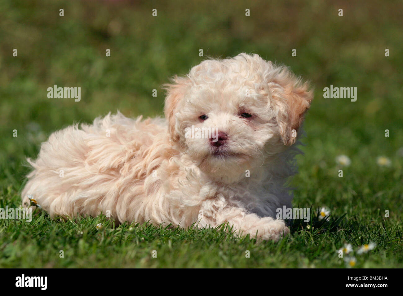 Bolonka zwetna Welpe / Bolonka zwetna puppy Stock Photo - Alamy