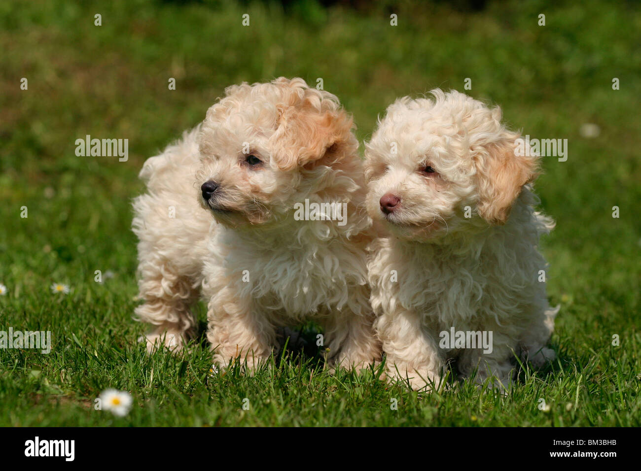 Bolonka zwetna Welpe / Bolonka zwetna puppy Stock Photo - Alamy