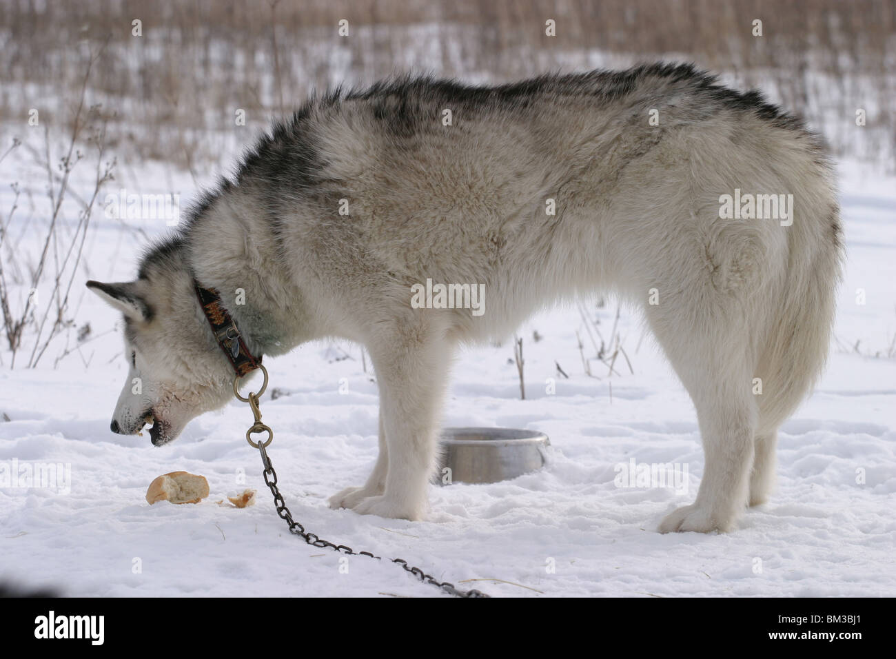 Fressender hi-res stock photography and images - Alamy