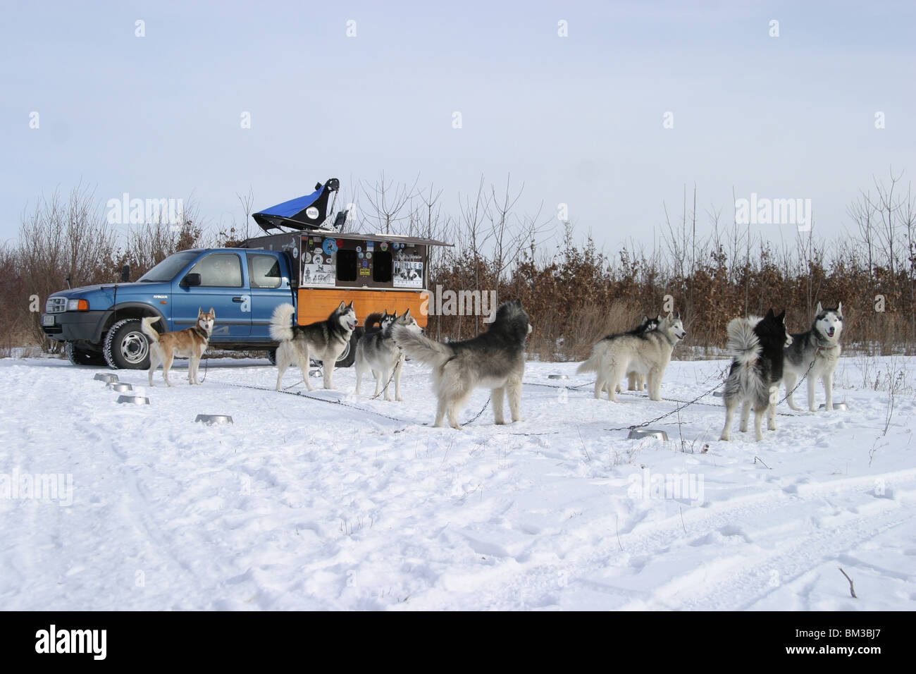 Sibirien Huskies am Stake Out Stock Photo - Alamy