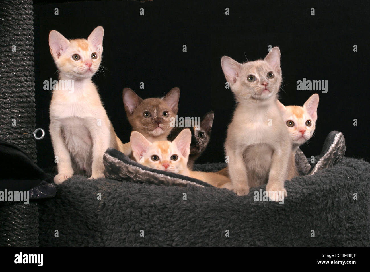 Burmakätzchen / burma kitten Stock Photo - Alamy