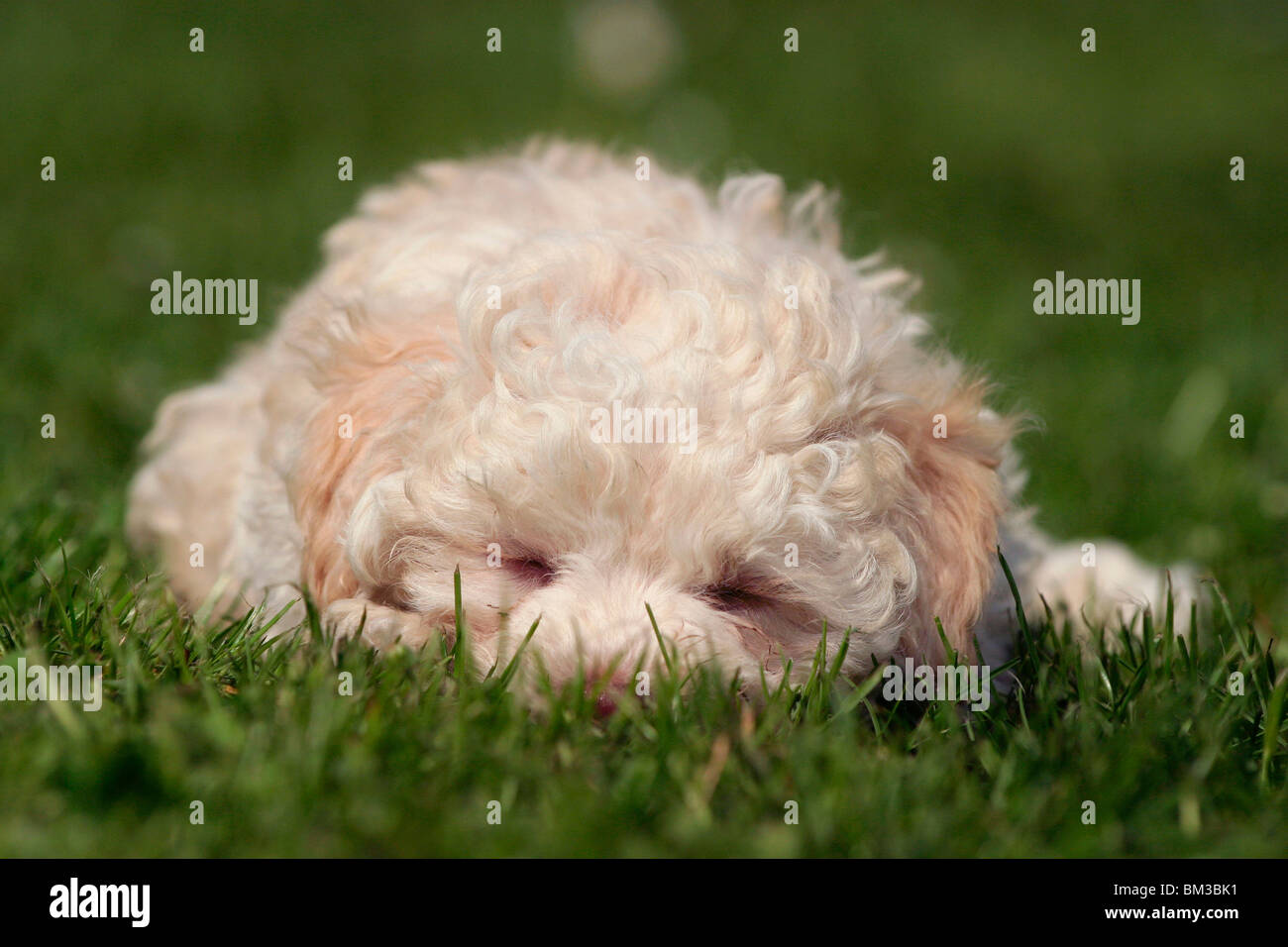 Bolonka zwetna Welpe / Bolonka zwetna puppy Stock Photo - Alamy