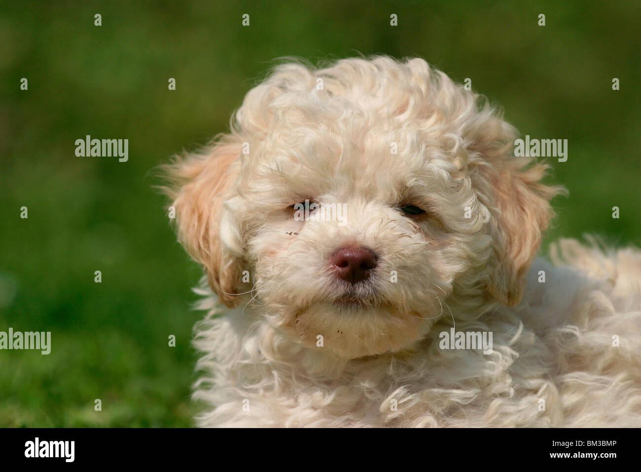 Bolonka zwetna Welpe / Bolonka zwetna puppy Stock Photo - Alamy