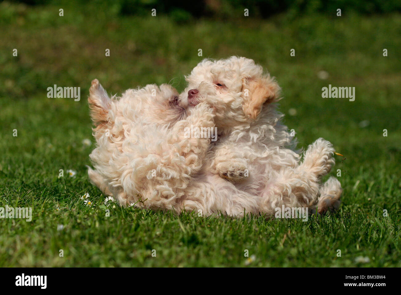 Bolonka zwetna Welpe / Bolonka zwetna puppy Stock Photo - Alamy