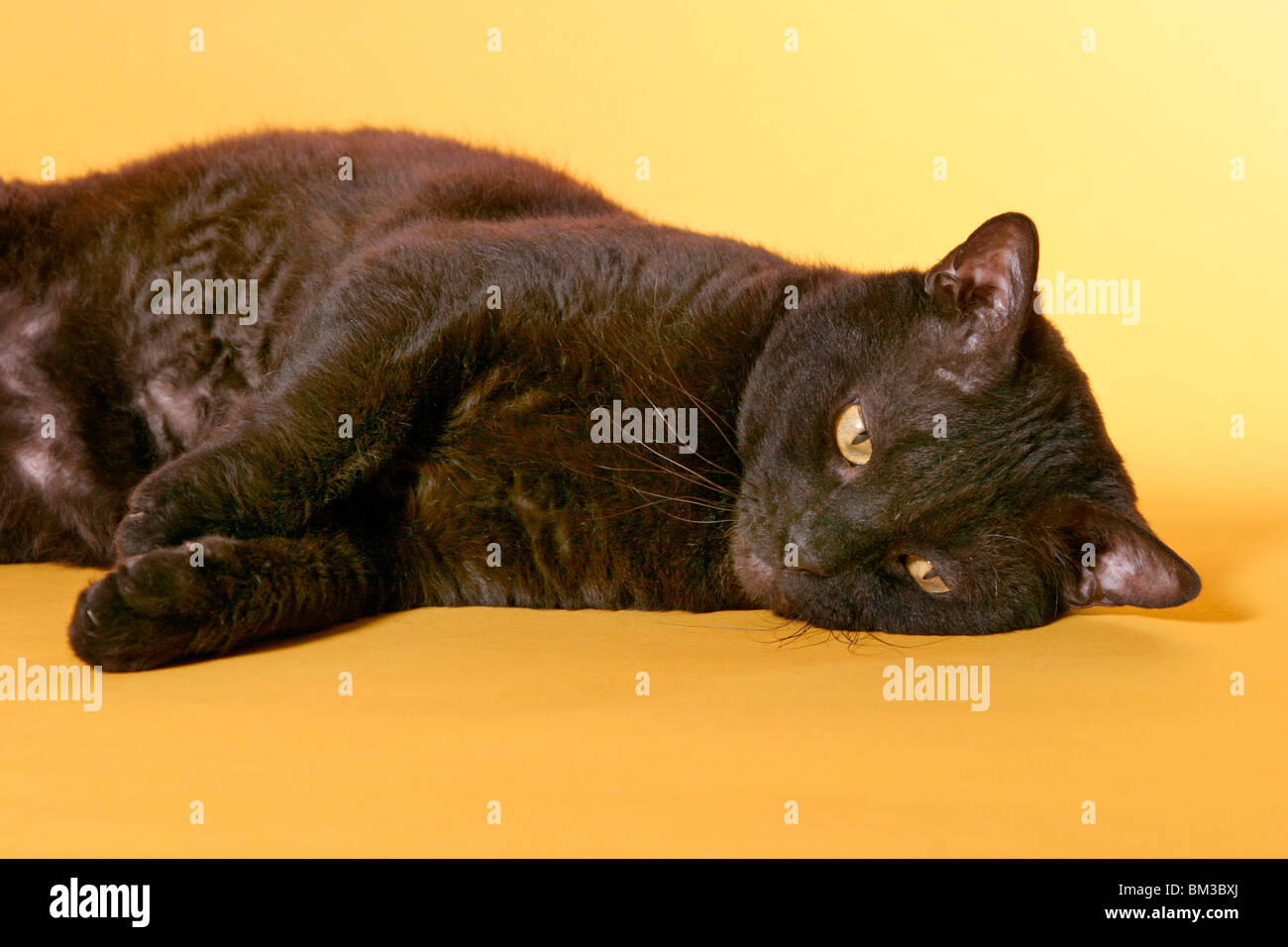 German rex cat hi-res stock photography and images - Alamy