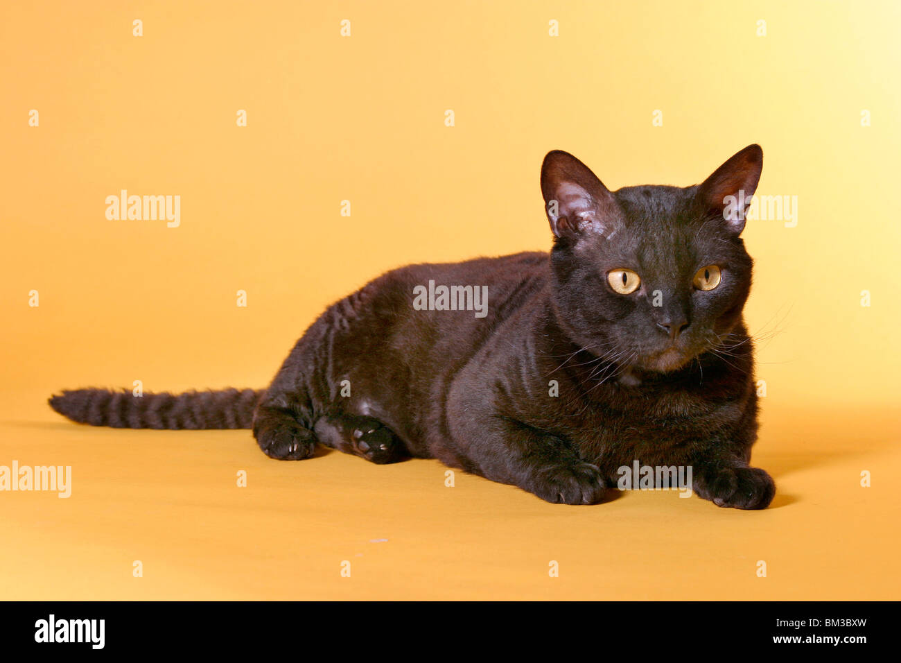 German rex cat hi-res stock photography and images - Alamy