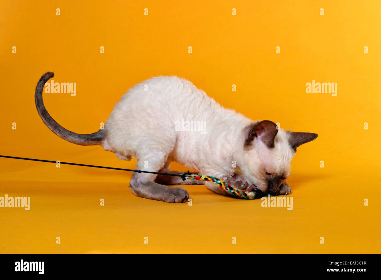 German Rex Kätzchen / German Rex Kitten Stock Photo - Alamy