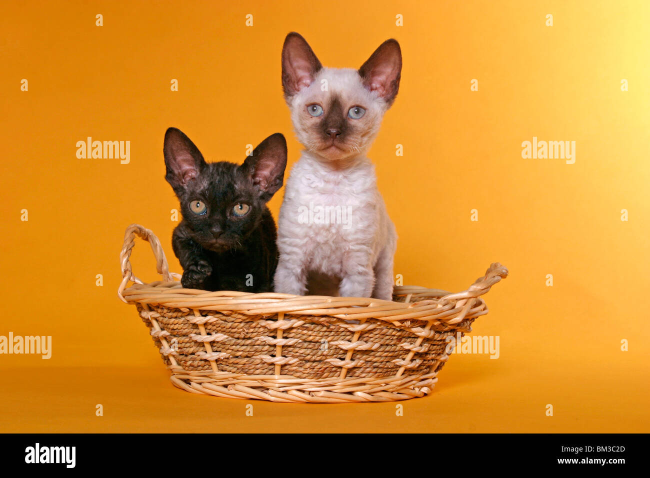 German Rex Kätzchen / German Rex Kitten Stock Photo - Alamy