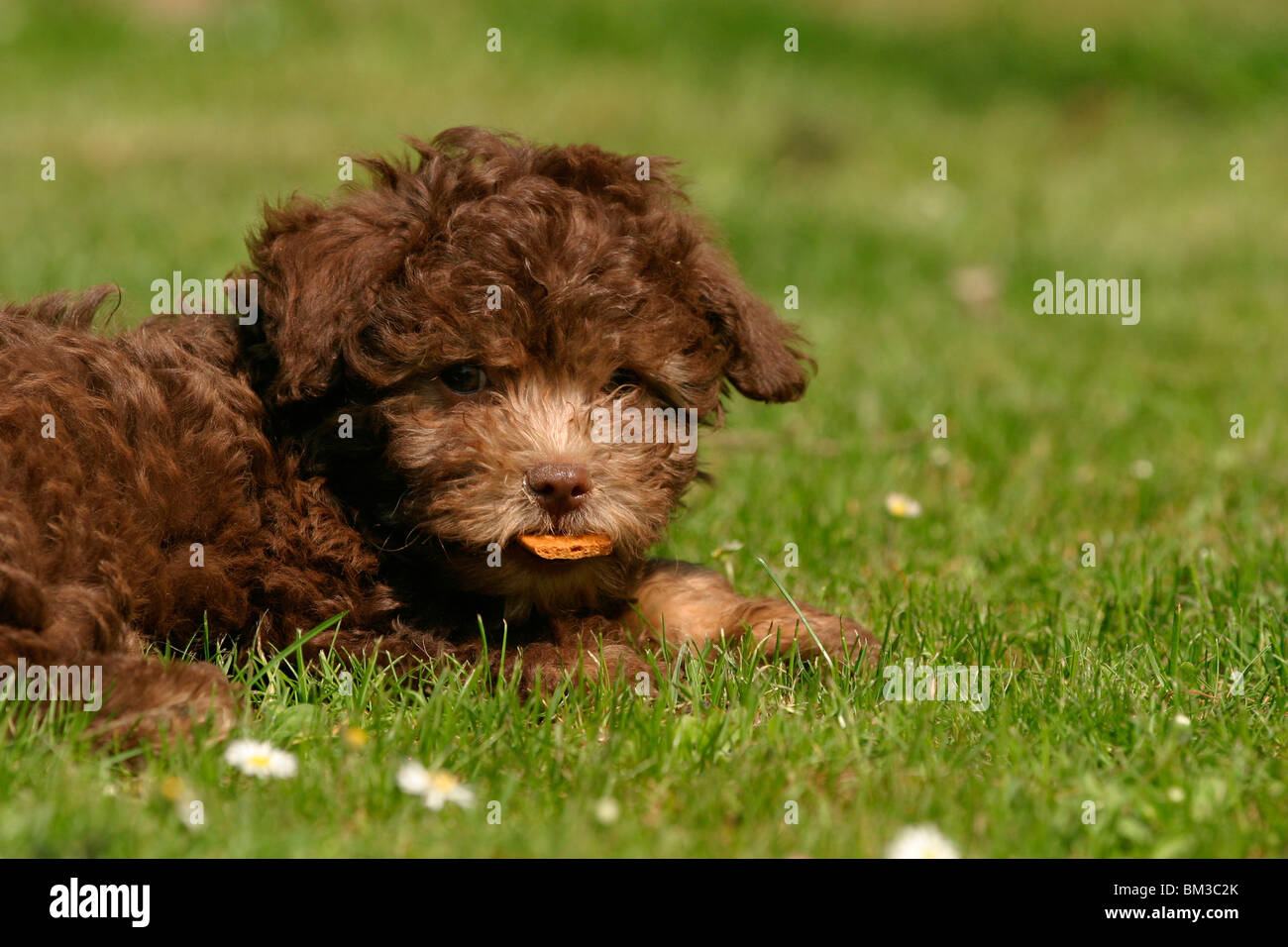 Bolonka zwetna Welpe / Bolonka zwetna puppy Stock Photo - Alamy
