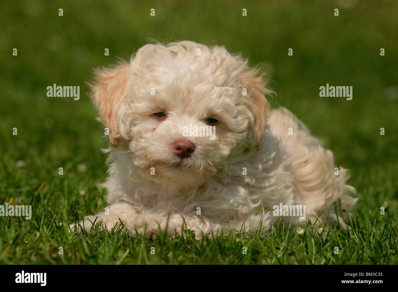 Bolonka zwetna Welpe / Bolonka zwetna puppy Stock Photo - Alamy
