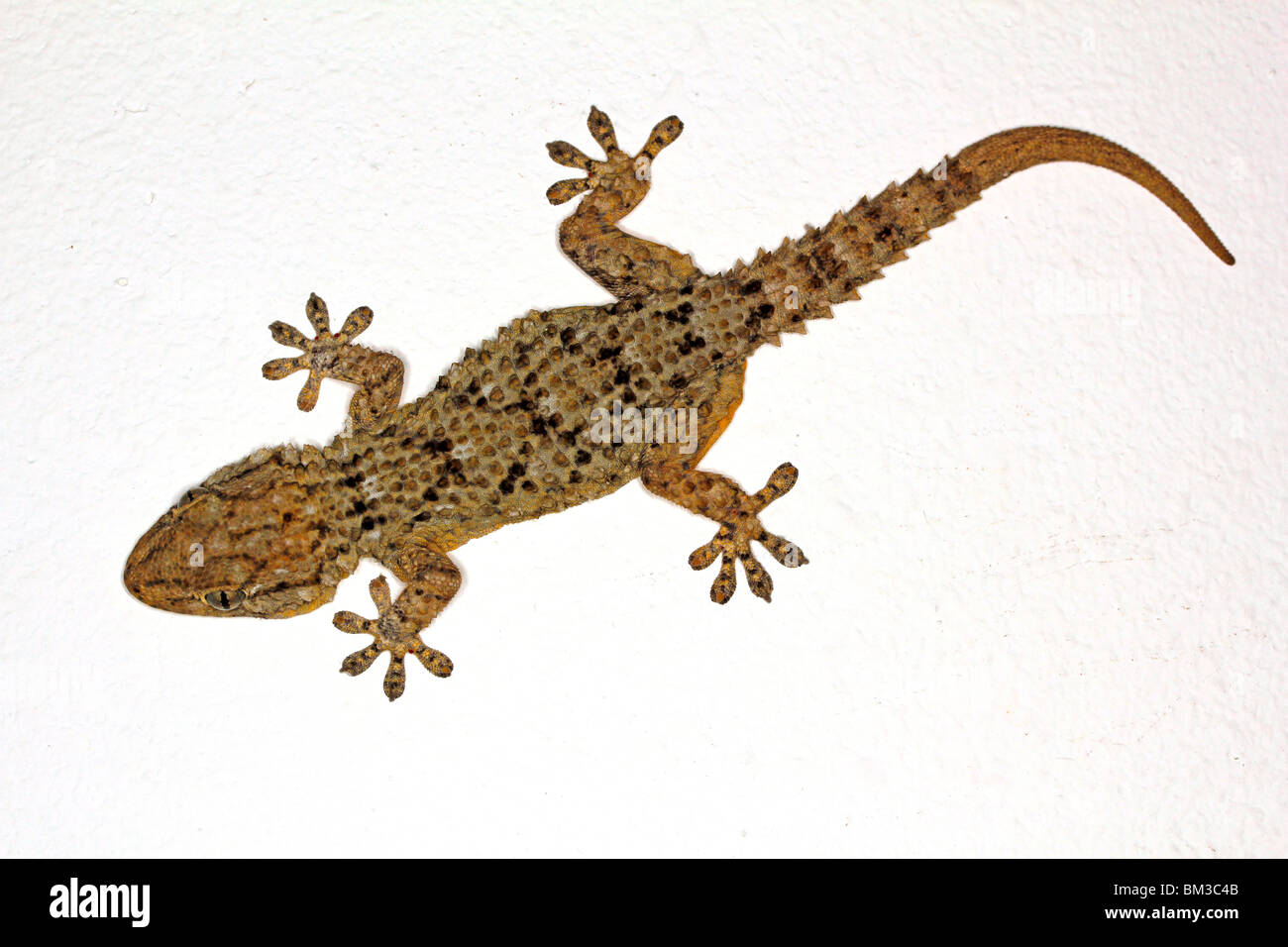 European common lizards hi-res stock photography and images - Alamy