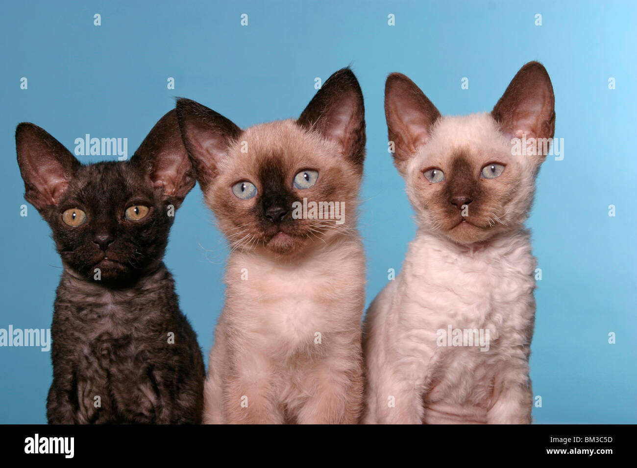 German Rex Kätzchen / German Rex Kitten Stock Photo - Alamy