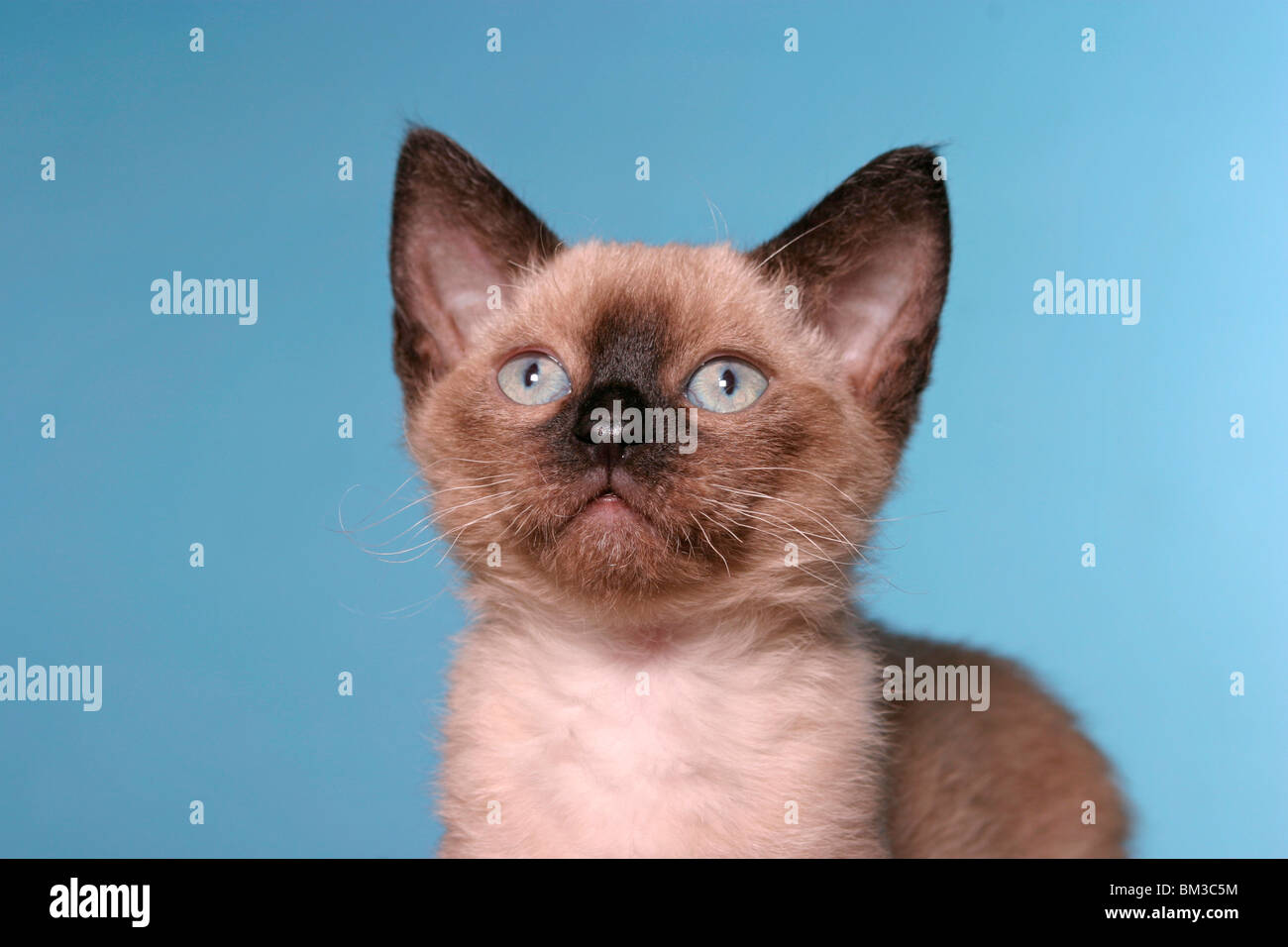 German Rex Kätzchen / German Rex Kitten Stock Photo - Alamy