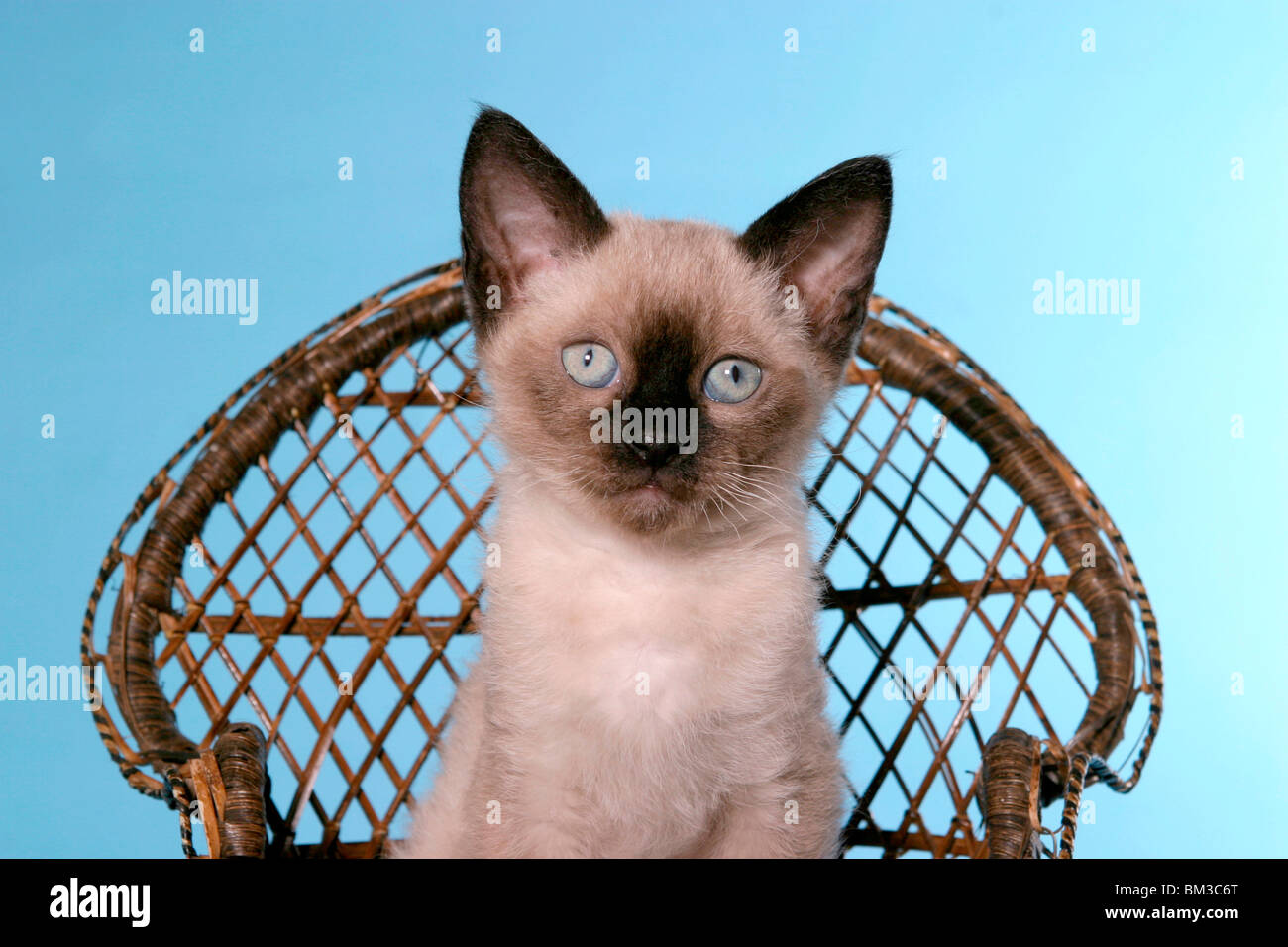 German Rex Kätzchen / German Rex Kitten Stock Photo - Alamy
