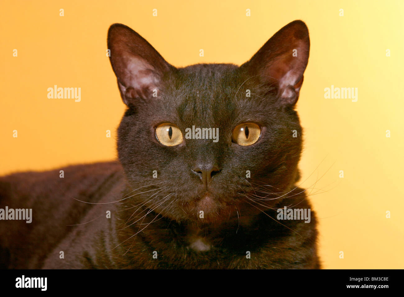 German rex cat hi-res stock photography and images - Alamy
