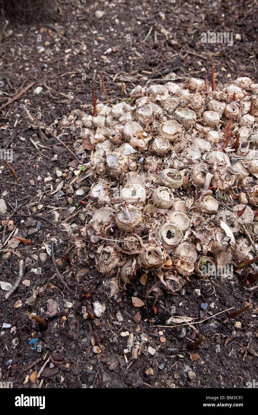 Root clump hi-res stock photography and images - Alamy
