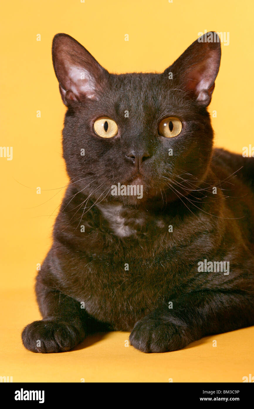 German rex cat hi-res stock photography and images - Alamy