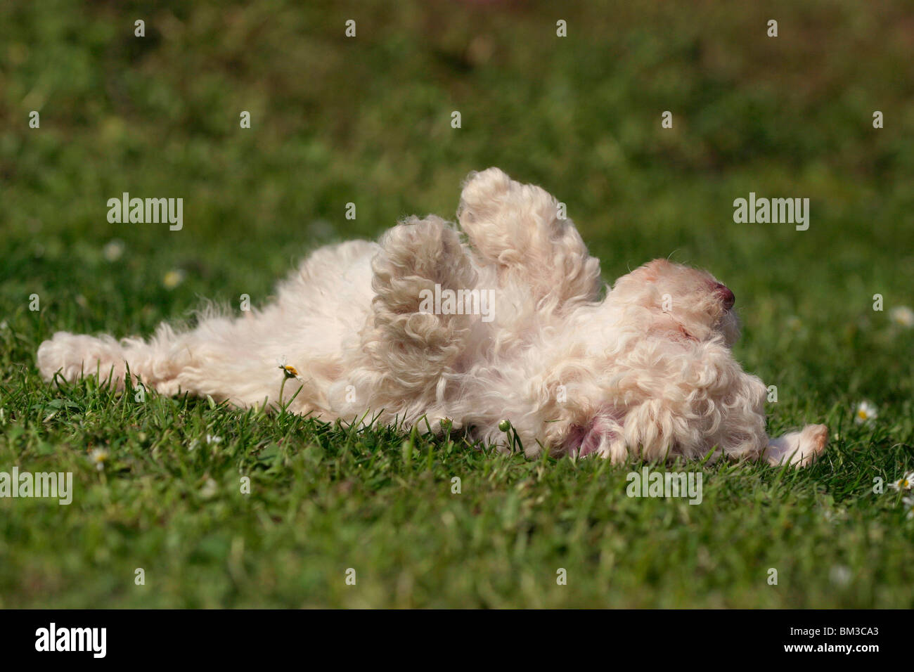 Bolonka zwetna Welpe / Bolonka zwetna puppy Stock Photo - Alamy