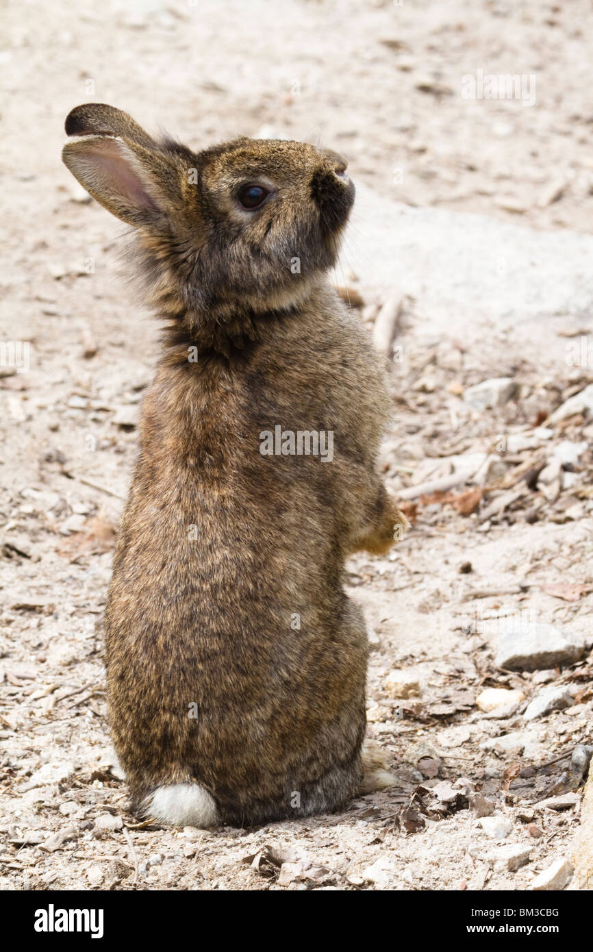 Young cute rabbit standing on its back paws Stock Photo - Alamy